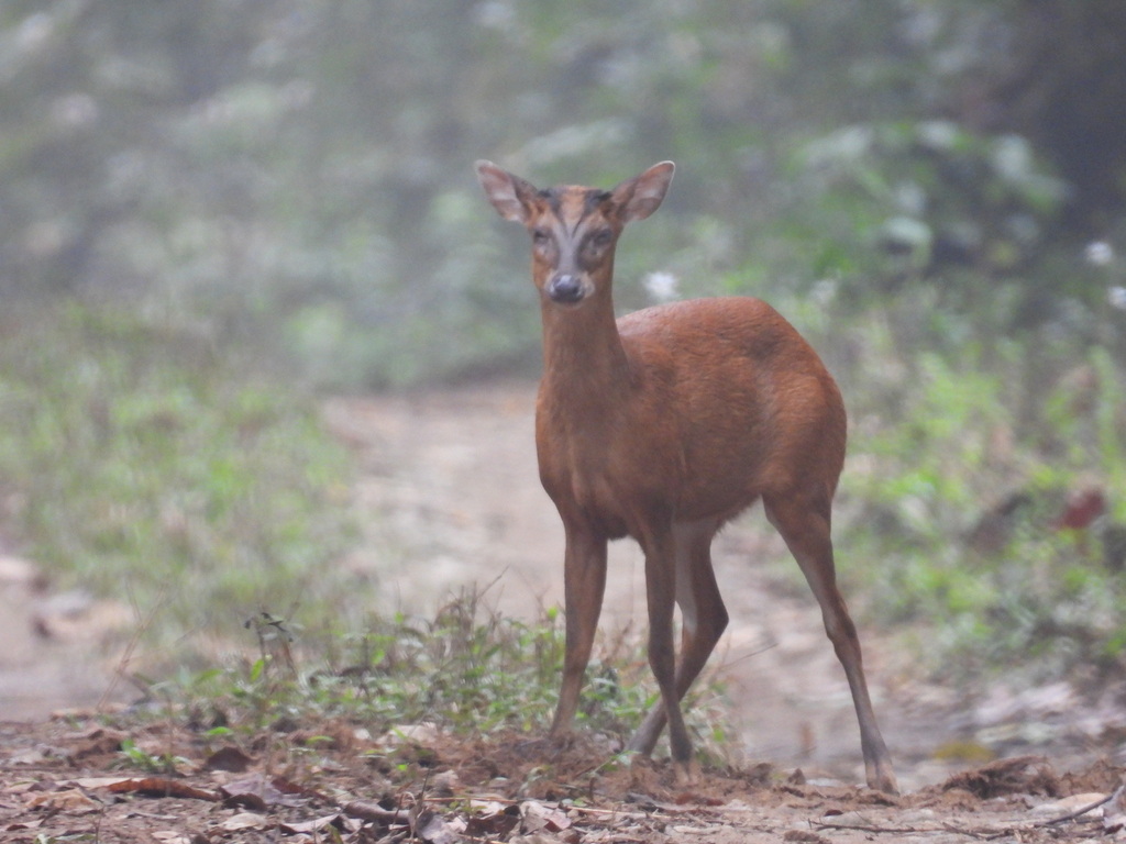 Northern Red Muntjac from 3RX9+84W Pakke Tiger Reserve, Itakhola ...