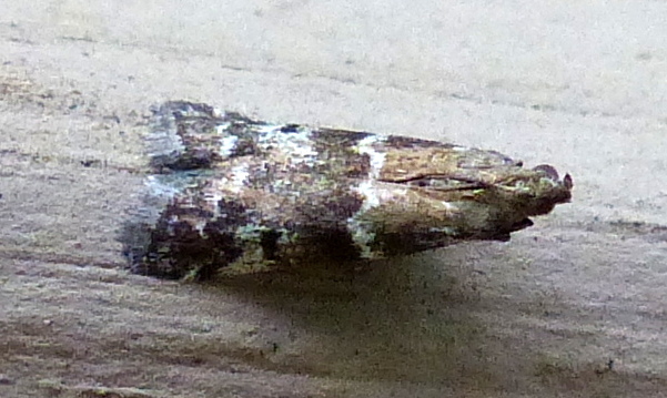 Brower's Vitula Moth from Delaware Water Gap National Recreation Area ...