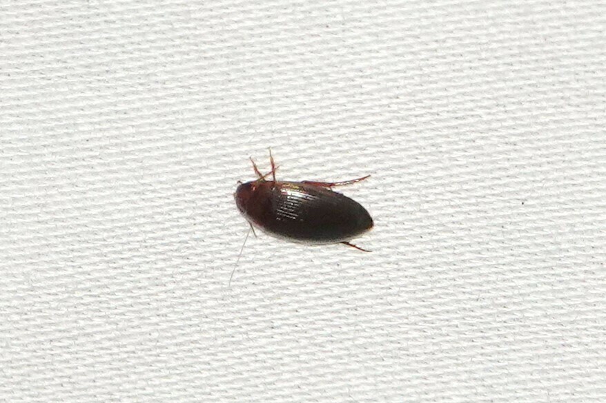 Copelatus glyphicus in June 2024 by sarinole · iNaturalist