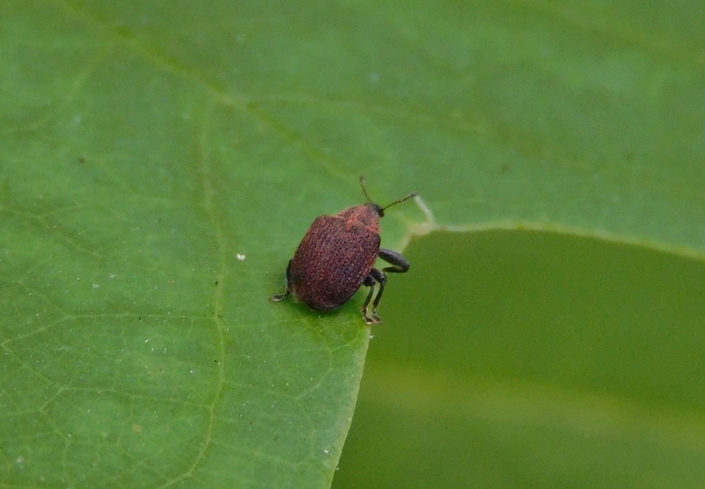 Yellow Poplar Weevil from Franklin County, NC, USA on June 24, 2024 at ...