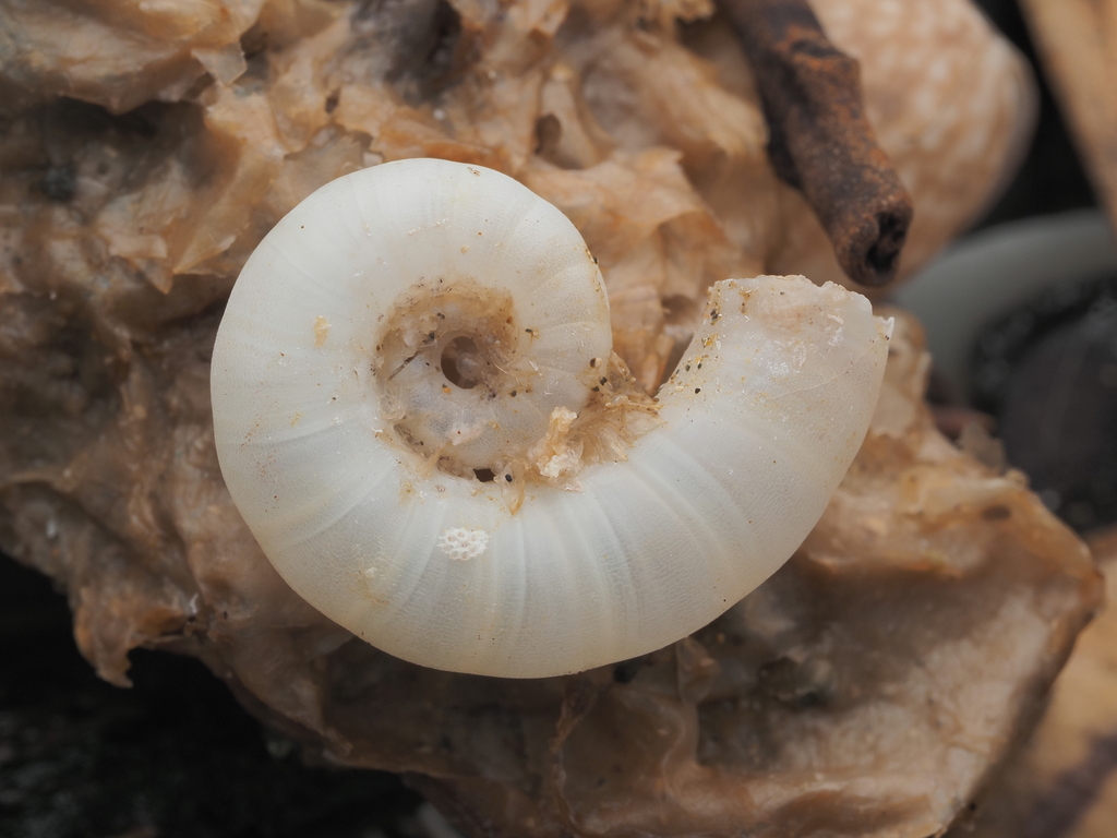 Ram's Horn Squid from Northland, New Zealand on January 29, 2024 at 08: ...