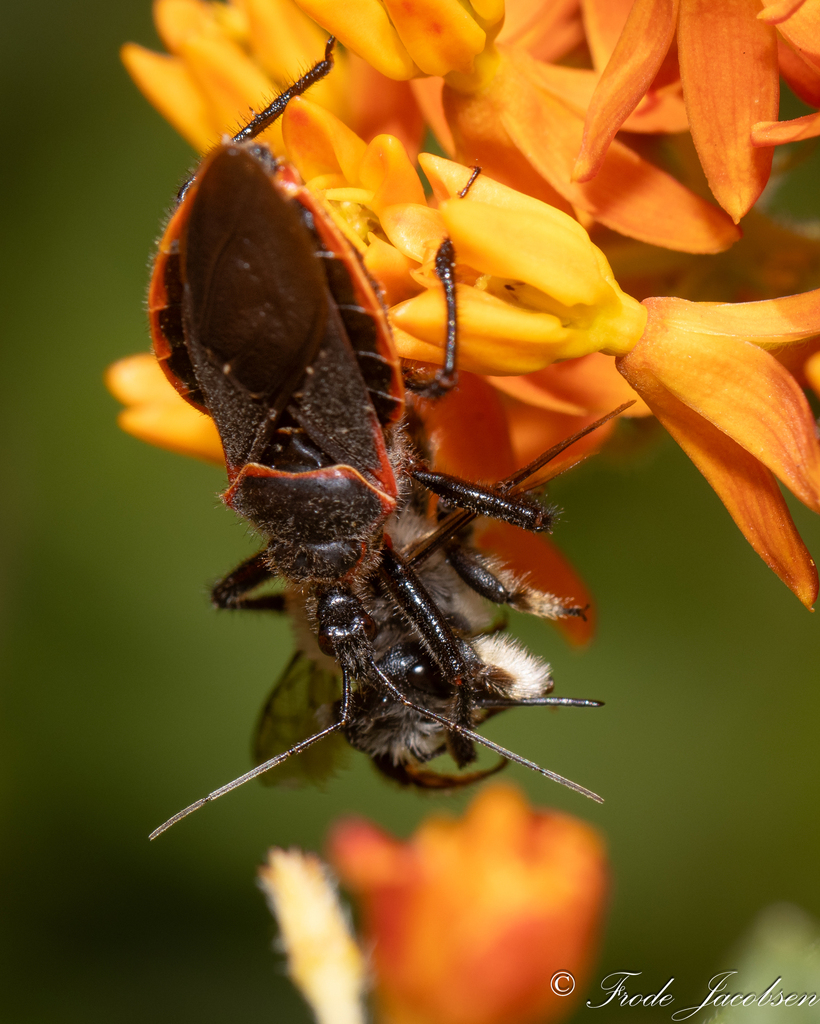 Eastern Bee Assassin from Allegany County, MD, USA on June 16, 2024 at ...