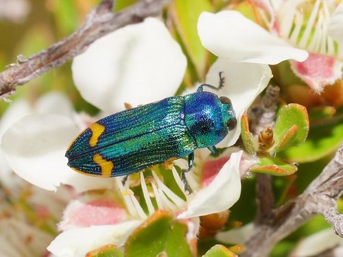 Castiarina leai · iNaturalist Mexico