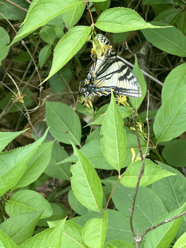 Canadian Tiger Swallowtail from Eagle Hill Dr, Steuben, ME, US on June ...