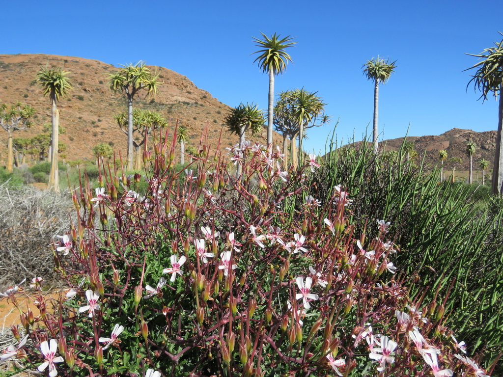 Thickbark Storksbill from Nigramoep, Springbok, NC, ZA on August 16 ...