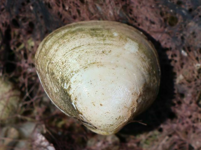 Morton's Cockle from Bellport, NY 11713, USA on June 16, 2024 at 02:26 ...