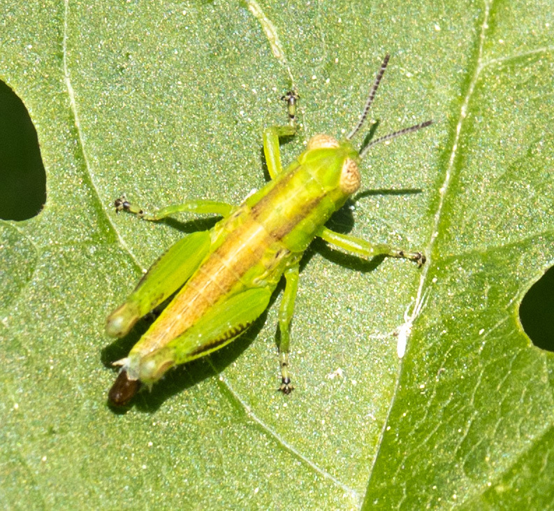 Short-horned Grasshoppers from Centerville, OH, USA on June 24, 2024 at ...