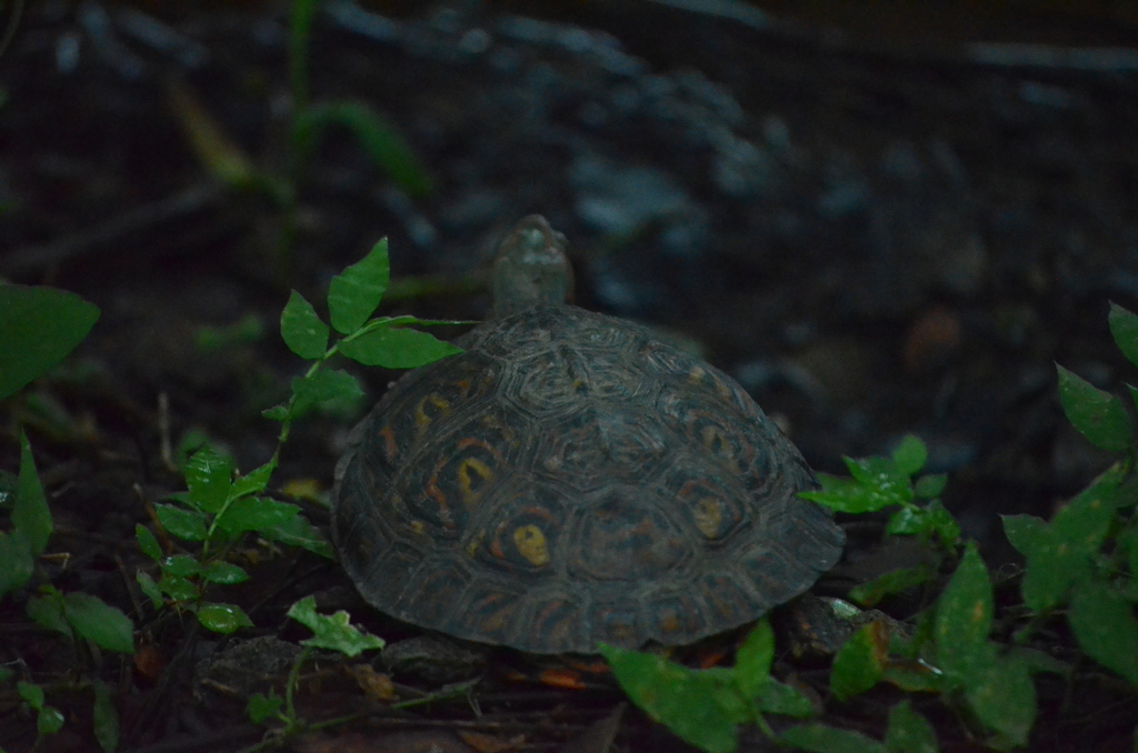Central American Wood Turtle from Provincia de Guanacaste, Cañas, Costa ...