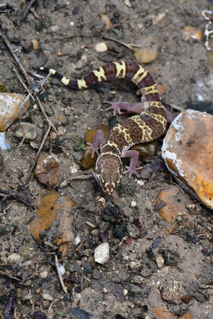Texas Banded Gecko in June 2024 by Joey Santore · iNaturalist