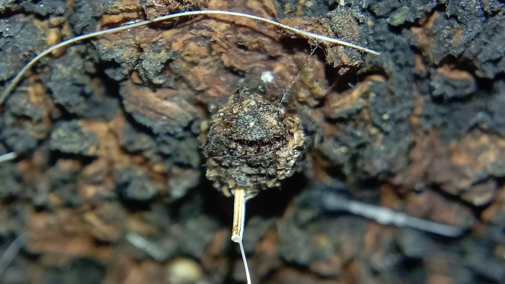 Stigmacoccus from PNM Nascentes de Garcia on June 22, 2024 at 04:53 PM ...