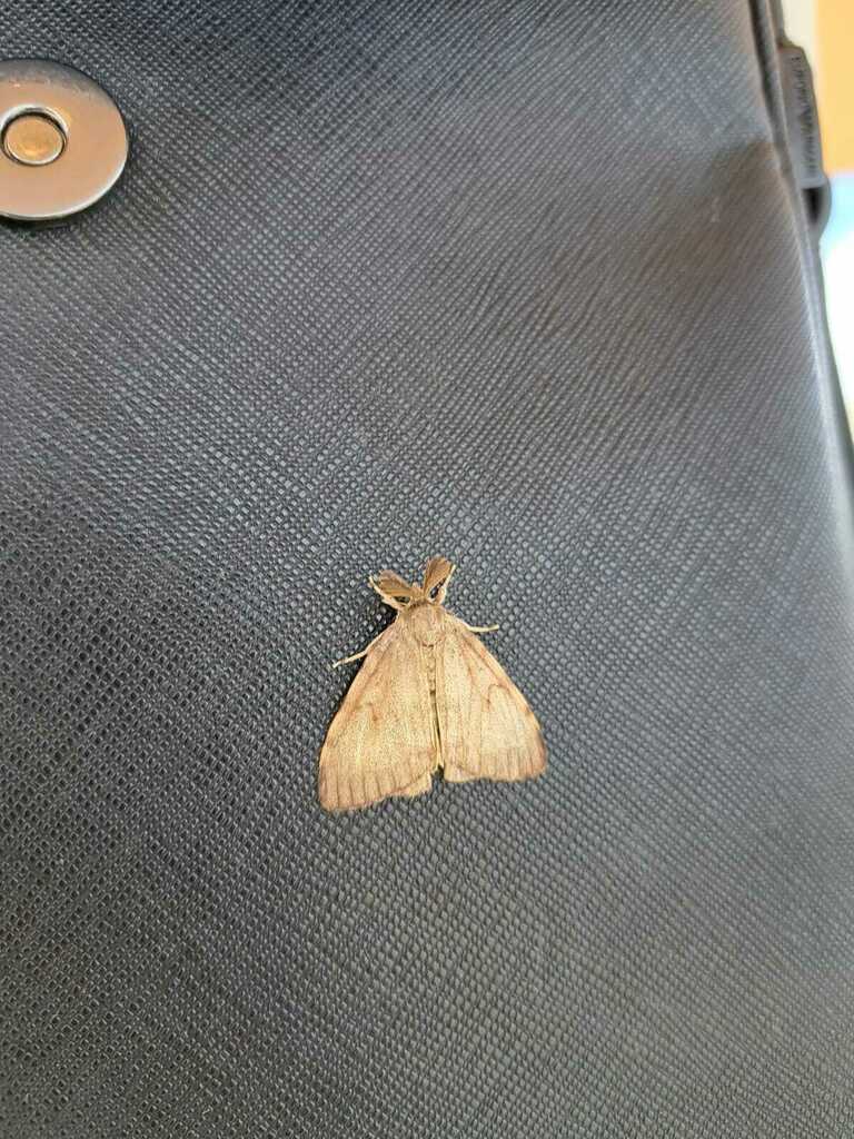 Spongy Moth from 57030 Procchio LI, Italy on June 24, 2024 at 11:43 AM ...