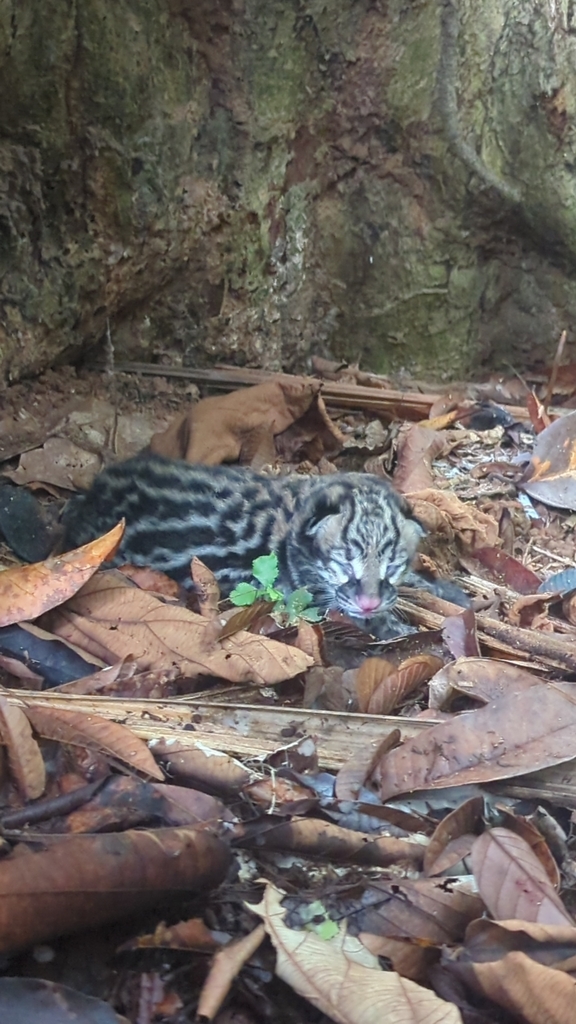 Ocelot from Boulevard Morrow, Gamboa, Provincia de Colón, Panama on ...