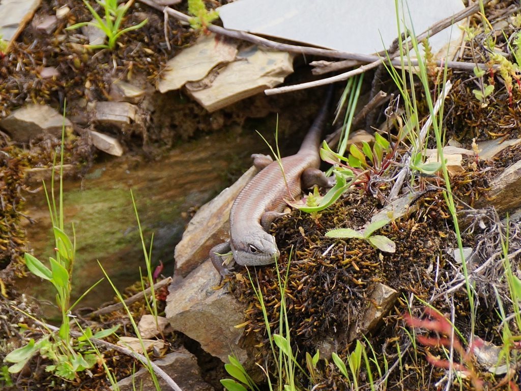 Montane Rock-Skink in October 2016 by Reiner Richter. Skink in ...