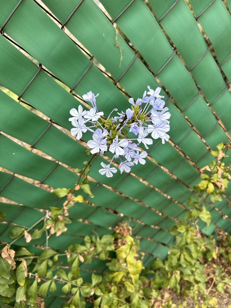blue plumbago from Colegio Cedros Norte, Ciudad López Mateos, Edo. Méx ...