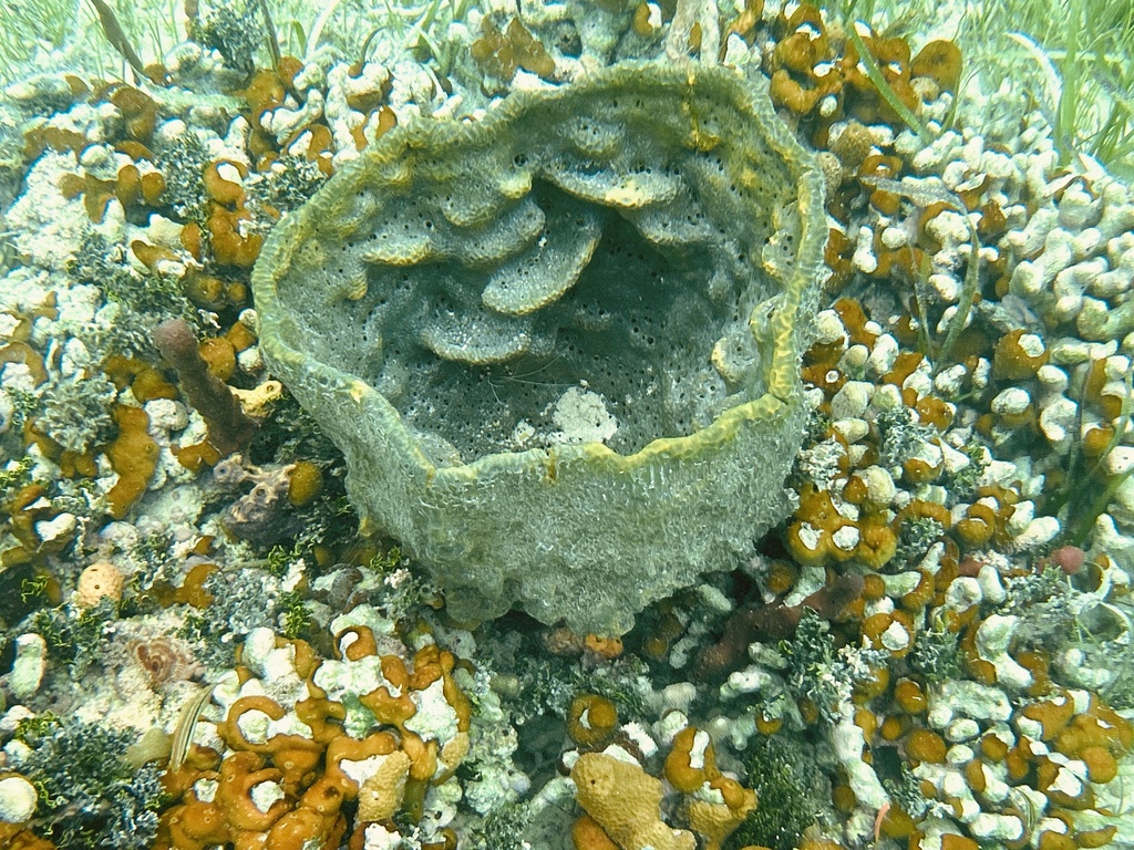 Netted Barrel Sponge from Sun Cay, BS on June 23, 2024 at 10:15 AM by ...