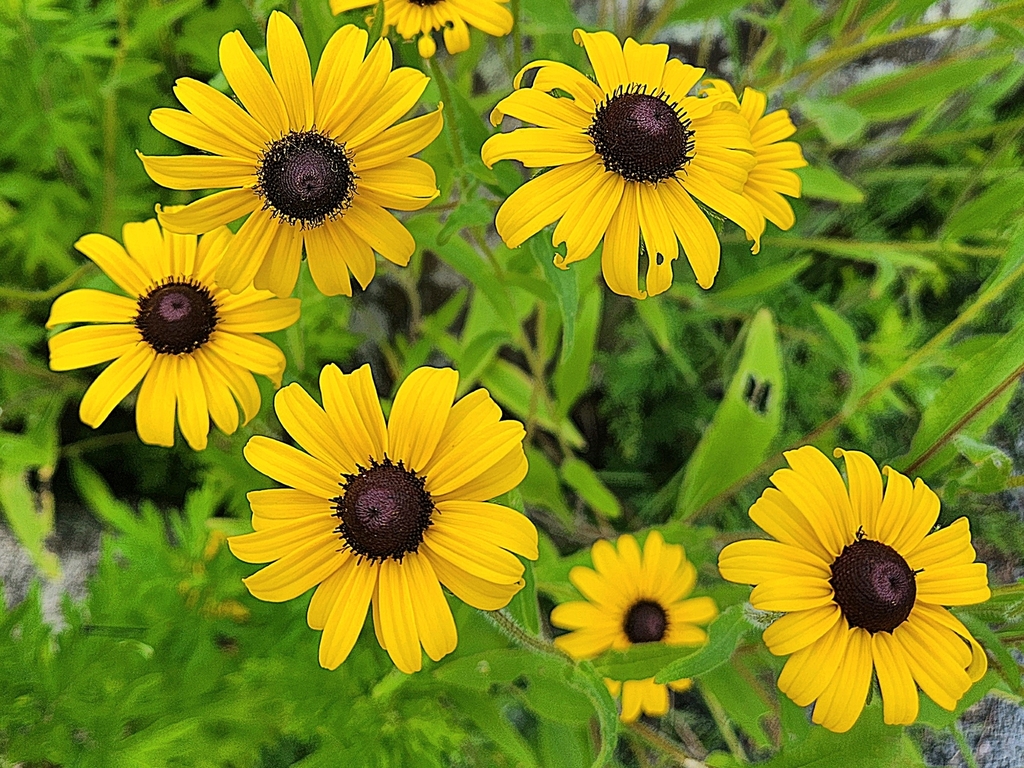 black-eyed Susan from Sleepy Hollow, NY 10591, USA on June 23, 2024 at ...