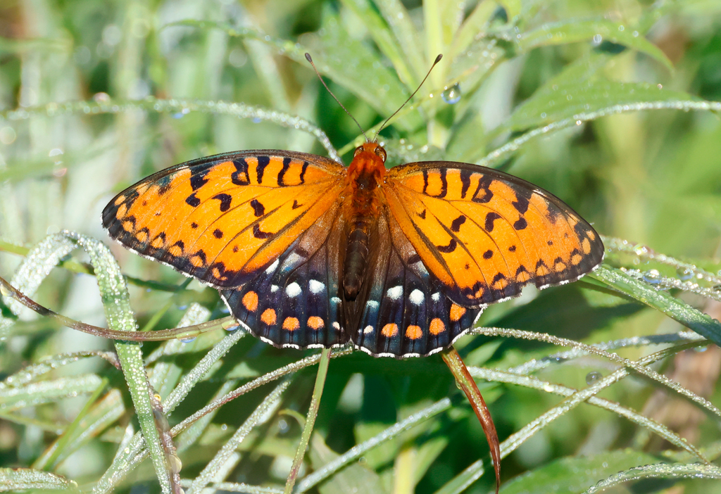 Regal Fritillary in June 2024 by vogelbild · iNaturalist