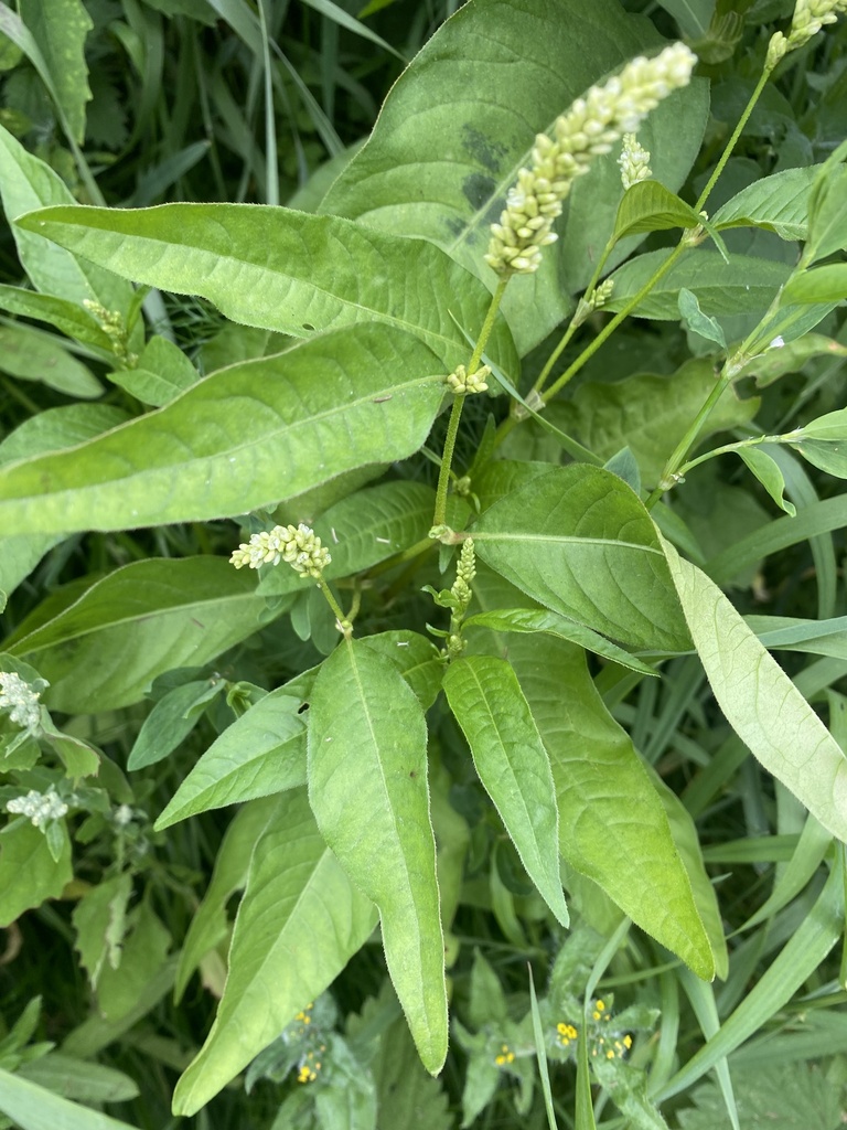 pale smartweed from University of York, York, England, GB on June 24 ...