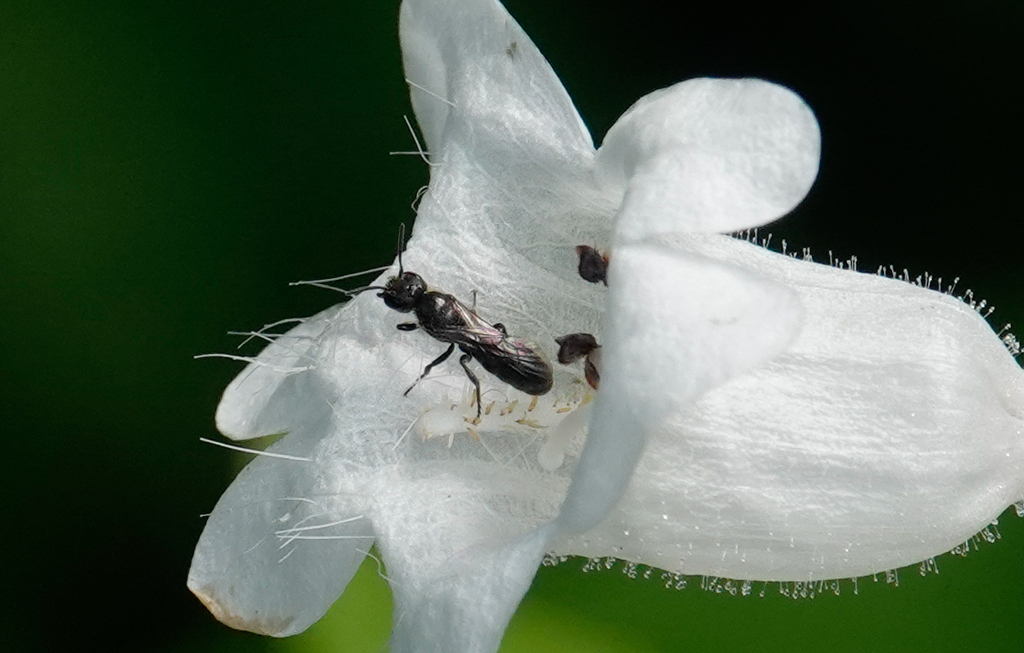 Small Scissor Bee from 11 Seymour Ave, Toronto, ON M4J 3T3, Canada on ...