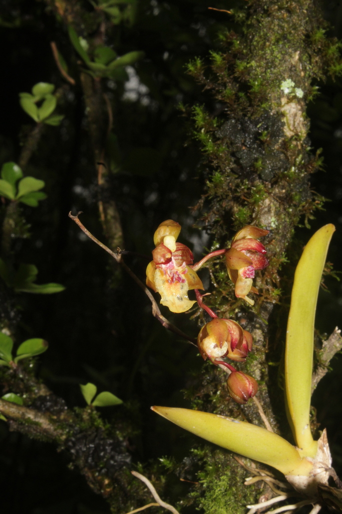 Leochilus carinatus from Santa María Yucuhiti, Oax., México on June 24 ...
