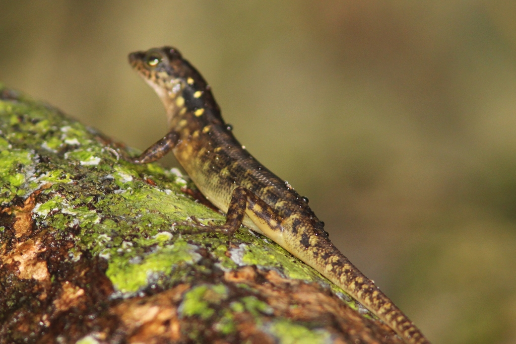 Sphenomorphus variegatus from Nuts Huts, Loboc, Bohol, Philippines on ...