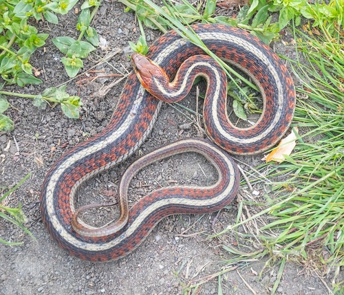 California Red-sided Garter Snake (Thamnophis sirtalis infernalis ...