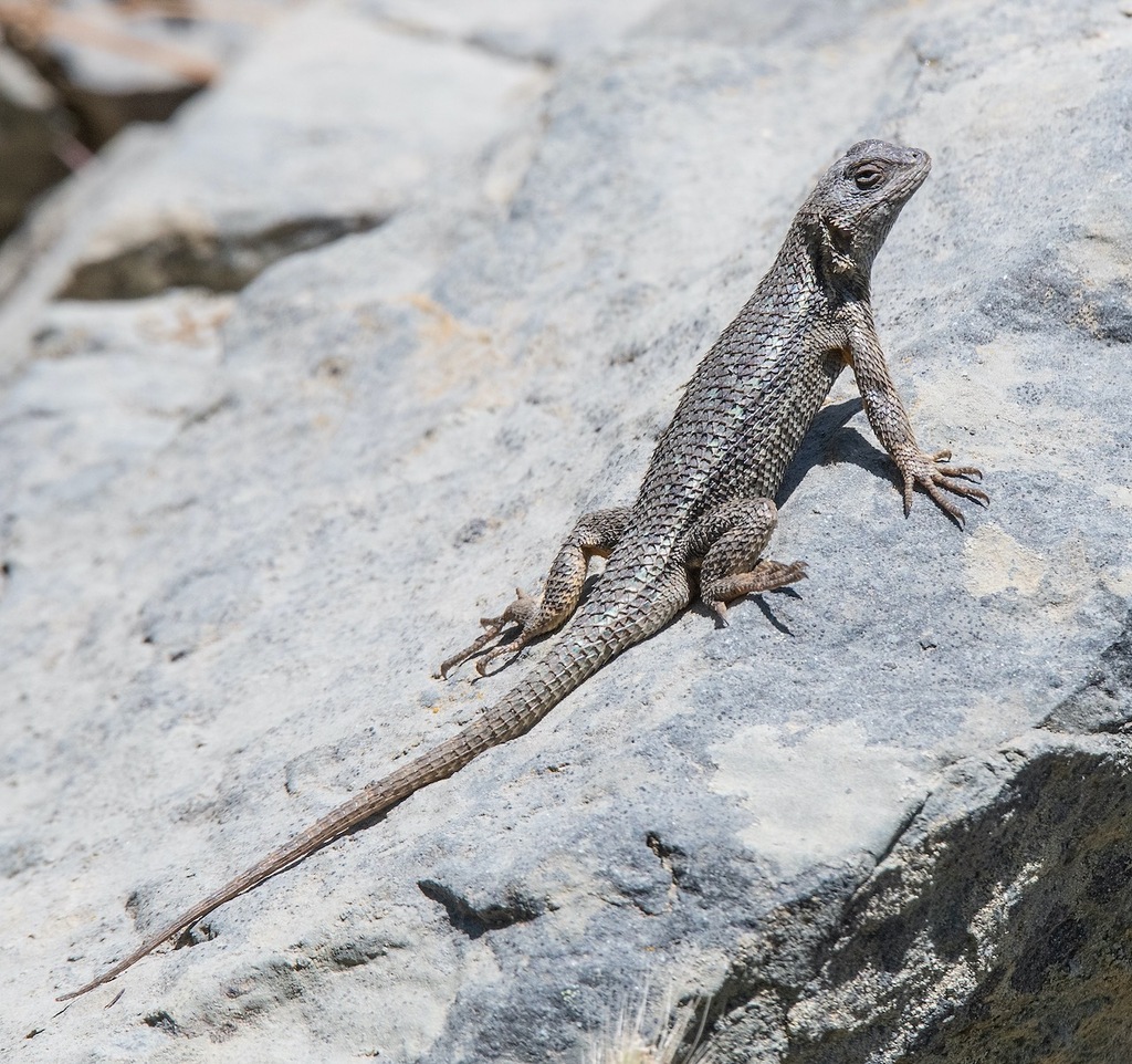Western Fence Lizard from Redwood National and State Parks, California ...