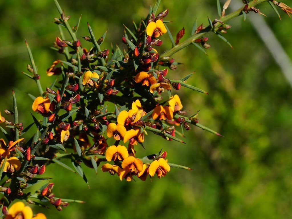 Daviesia ulicifolia subsp. ulicifolia (Logan RE 12.9-10.4 Flora ...