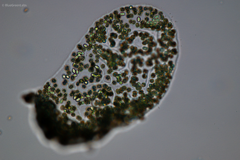 Microcystis aeruginosa from Thunder Bay District, ON, Canada on June 16 ...