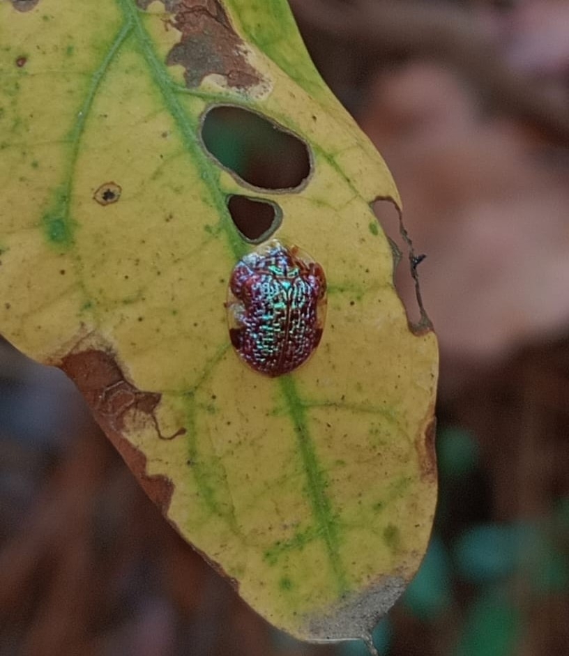 Microctenochira hectica from 49532 Jal., México on June 22, 2024 by ...