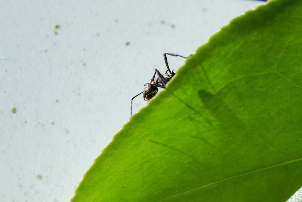 Hedomyrma from Cairns QLD, Australia on July 15, 2014 at 09:18 PM by ...