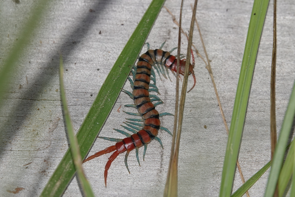 Red-headed Centipede from Cairns QLD, Australia on June 5, 2024 at 11: ...