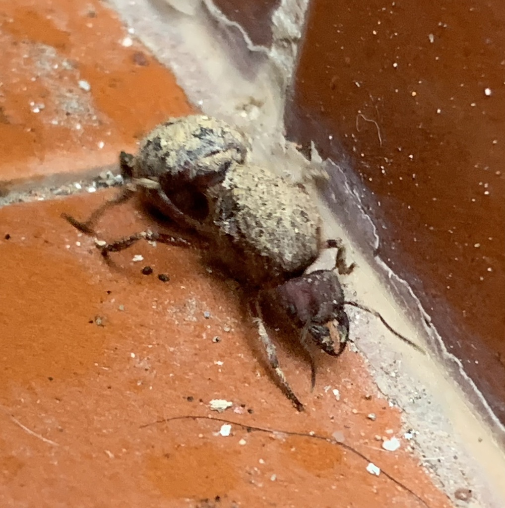 Chicatana Leafcutter Ant from Avenida la Troje, Puebla de Zaragoza, Pue ...
