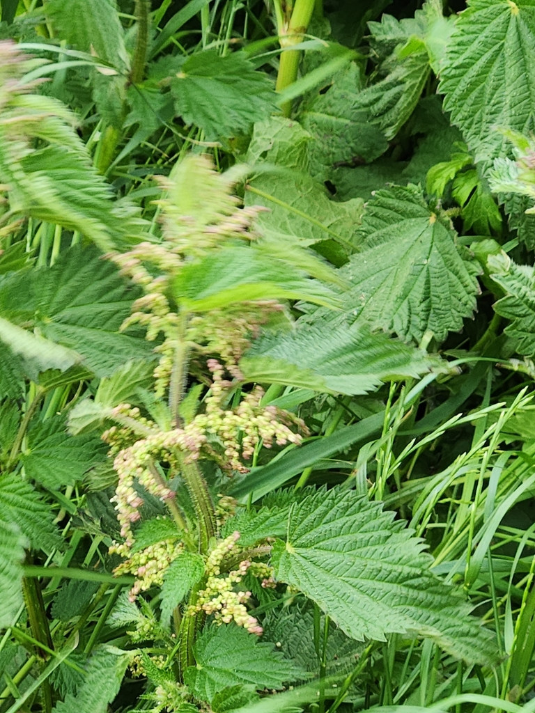 great stinging nettle from Eilean Siar, Scotland, GB on June 24, 2024 ...