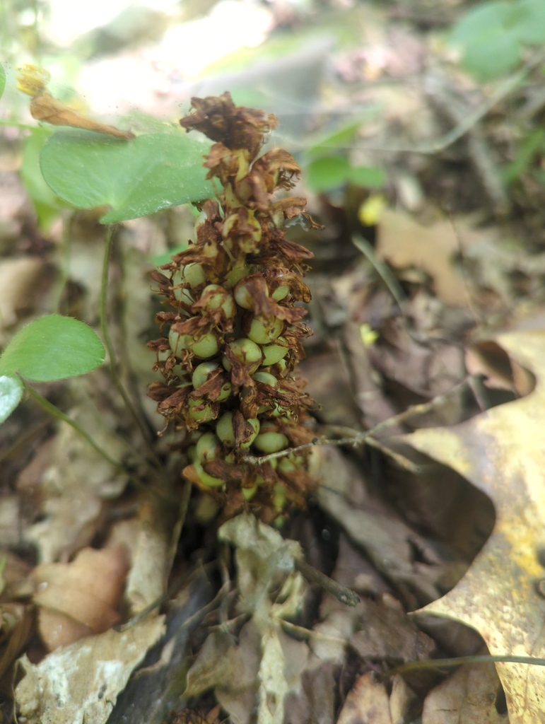 American cancer-root from Sabillasville, MD 21780, USA on June 23, 2024 ...