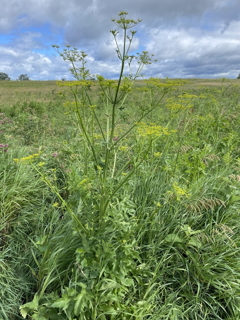 wild parsnip from Washington County, NY, USA on June 24, 2024 at 09:47 ...