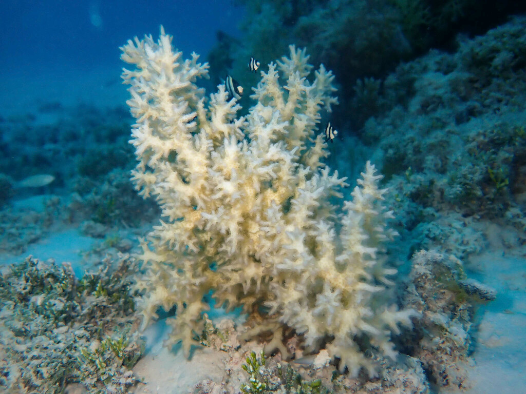 Pocillopora acuta from RIK01, Rongerik, Îles Marshall on May 28, 2024 ...