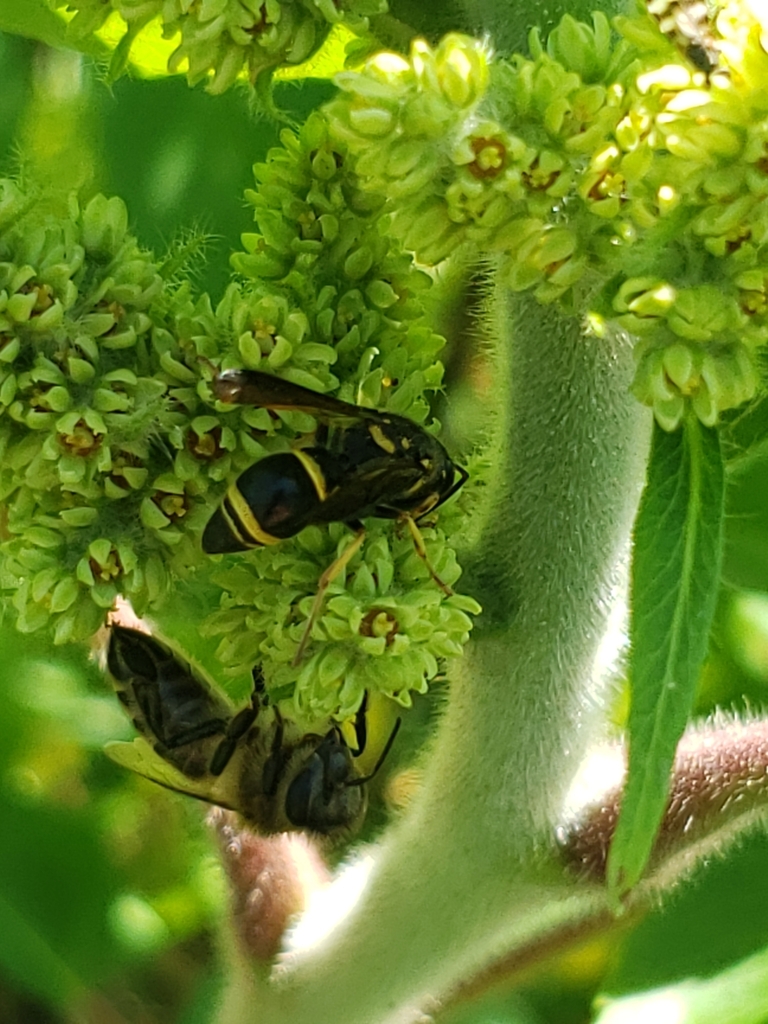 Smiling Mason Wasp from Miller Lake, ON N0H 1Z0, Canada on June 24 ...