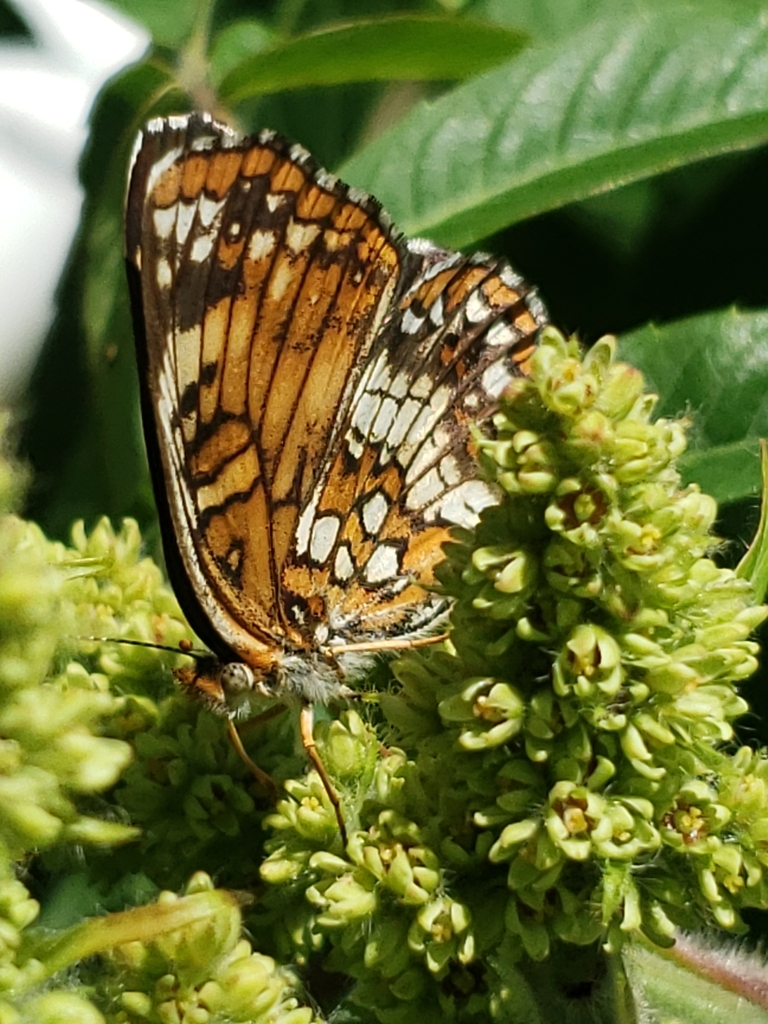 Harris's Checkerspot from Miller Lake, ON N0H 1Z0, Canada on June 24 ...