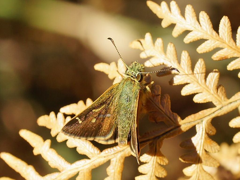 Barred Skipper from Pavitt Ln, Kilsyth VIC 3137, Australia on February ...