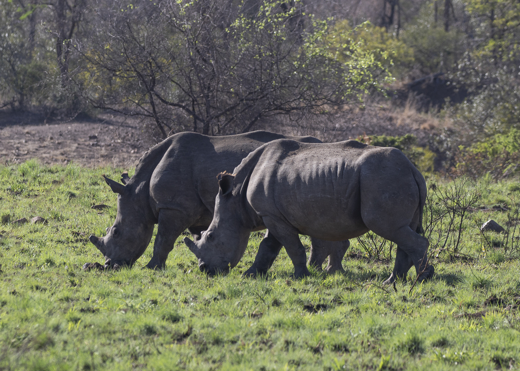 Southern White Rhinoceros in October 2023 by Andre Harmse · iNaturalist