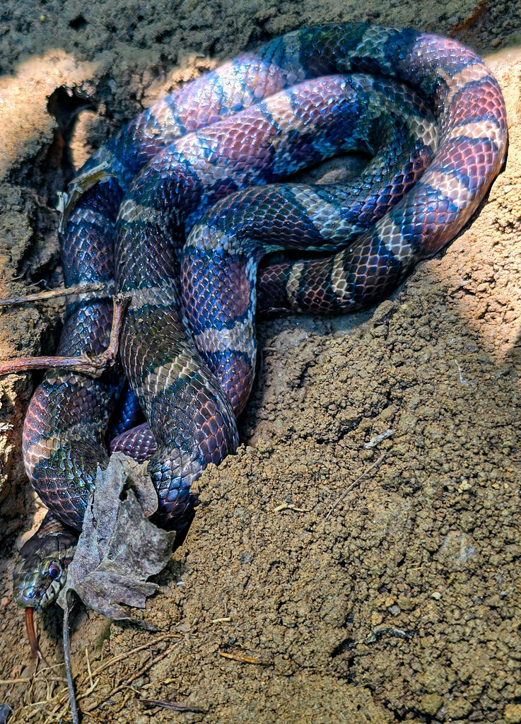 Eastern Milksnake in June 2024 by grinnin. In full shed; same snake, same time, same place, *cf ...