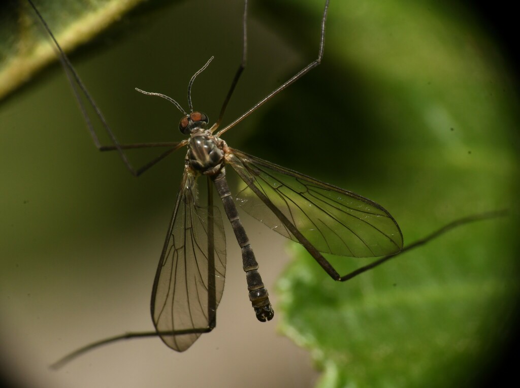 Comstock's Net-winged Midge from Tehama County, CA, USA on June 22 ...