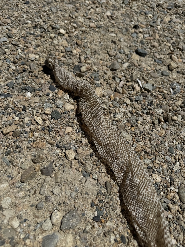 Great Basin Gopher Snake from Boise, ID, US on June 24, 2024 at 01:14 ...