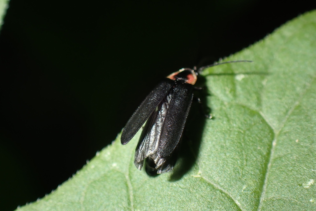 typical fireflies from Blacklick Woods, Reynoldsburg, OH, US on June 24 ...