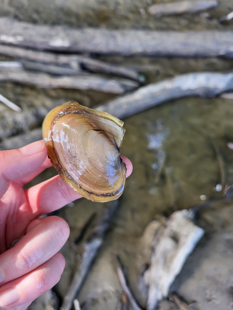 Pink Papershell from Lafayette, IN 47904, USA on June 22, 2024 at 10:17 ...