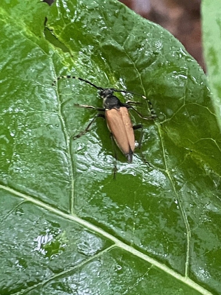 Longhorn Beetles from Bridport, VT, USA on June 22, 2024 at 02:10 PM by ...