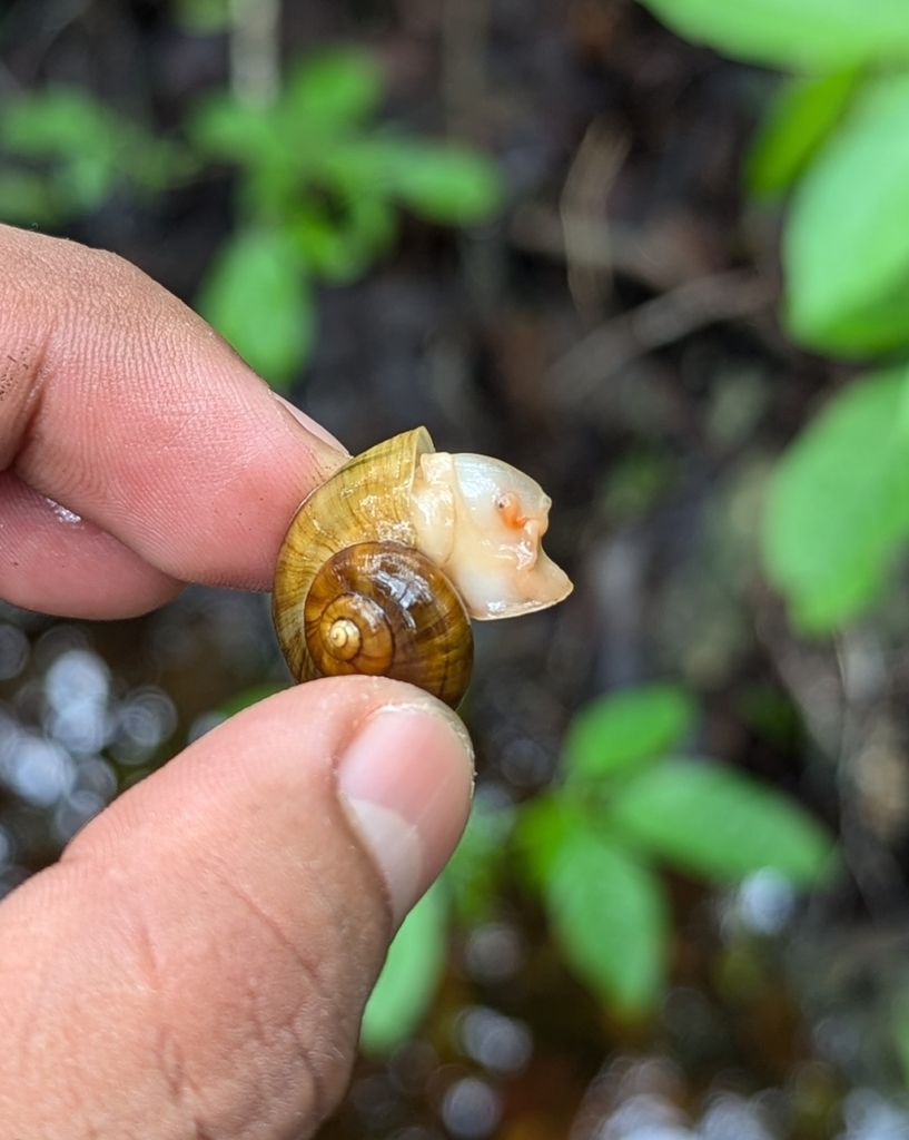 Aperostoma from 77716 Q.R., México on June 24, 2024 at 11:23 AM by axelvasquez20 · iNaturalist