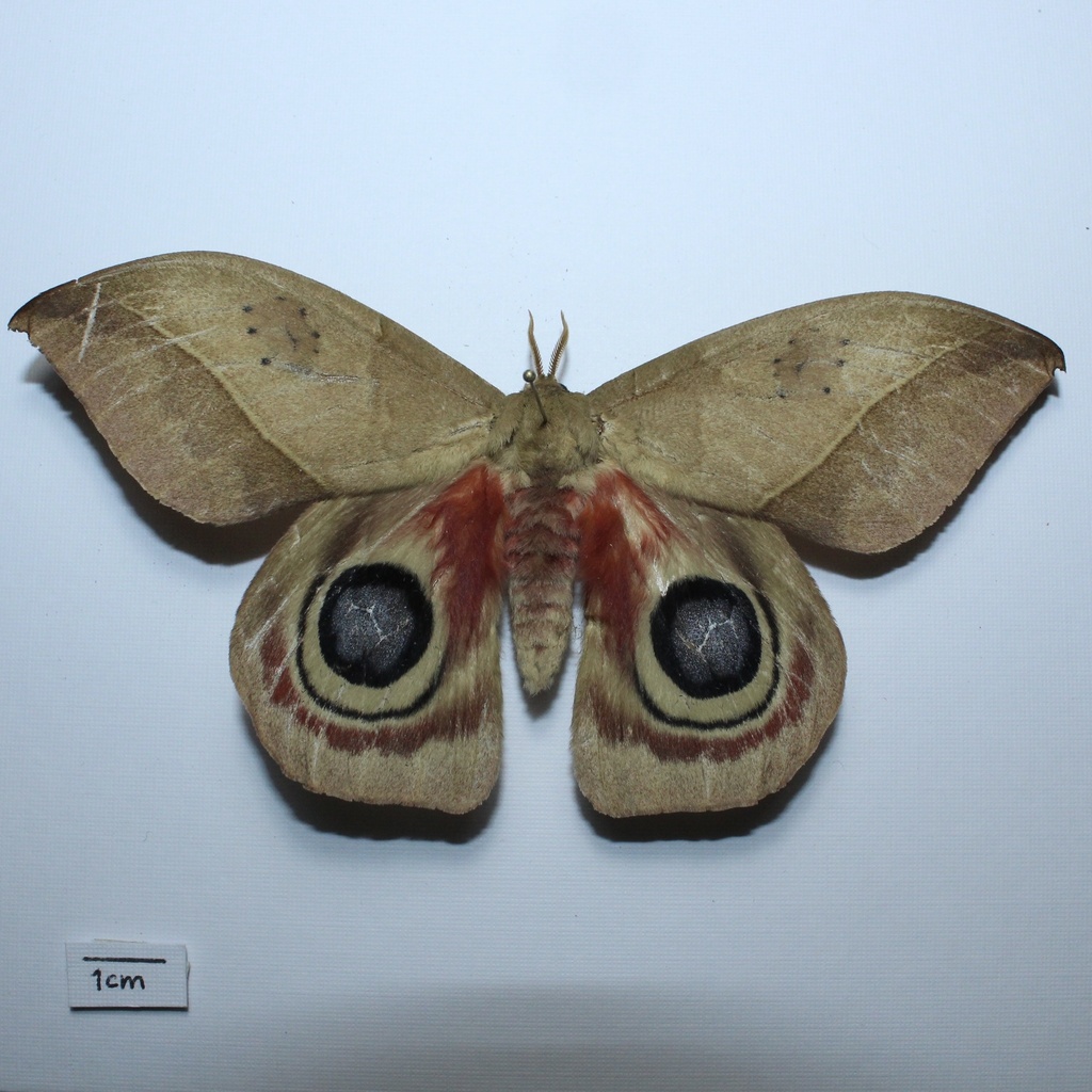 Automeris metzli from Panamá, PA on April 19, 2024 at 11:30 PM by ...