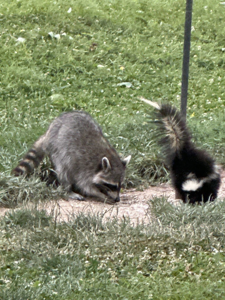Striped Skunk from Old Sacketts Ford Rd, Furlong, PA, US on June 24 ...